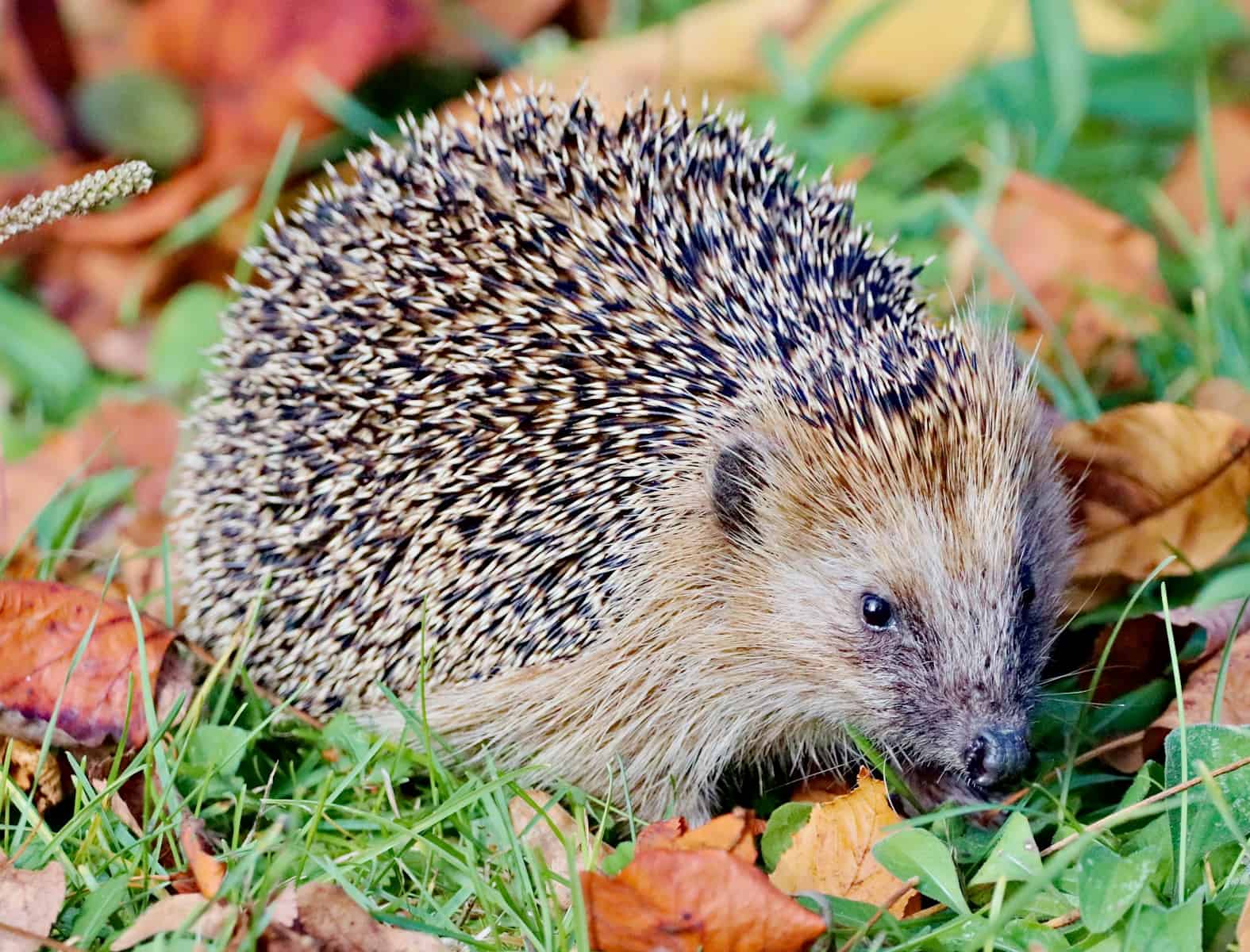 13 Fun Facts About Hedgehogs You Have Probably Never Heard - Animals ...
