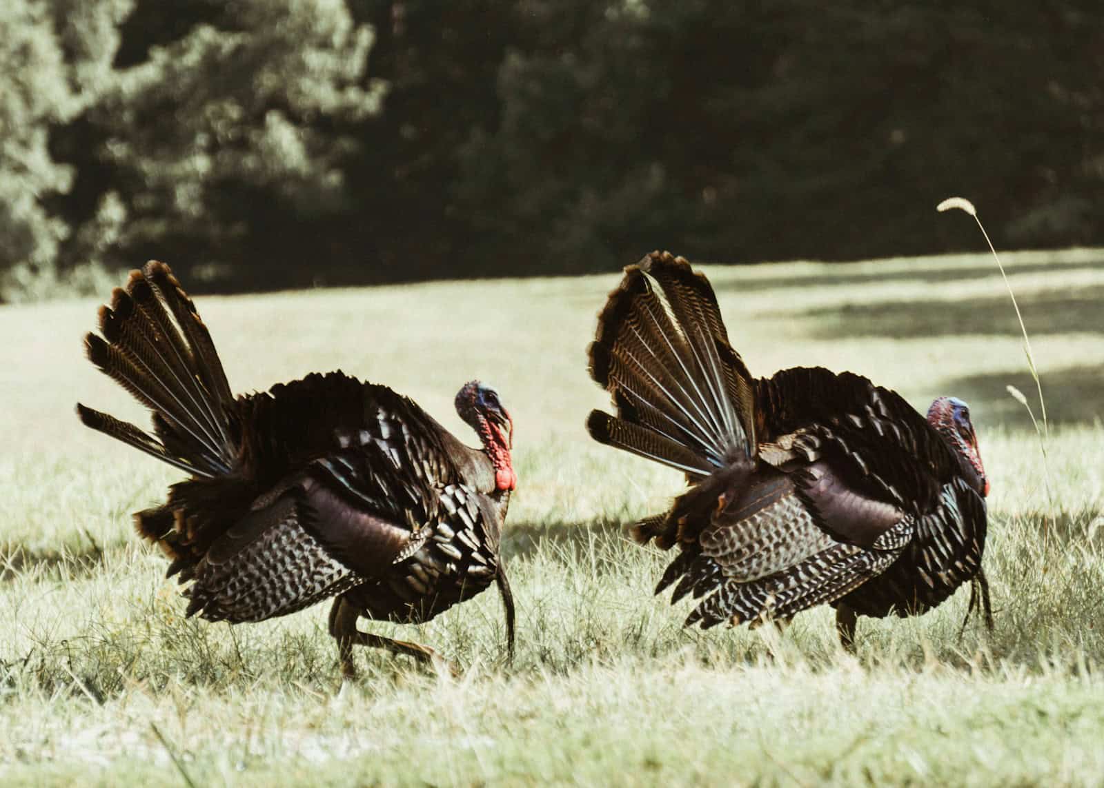 The Wild Turkeys Taking Over U.S. Suburbs - Animals Around The Globe