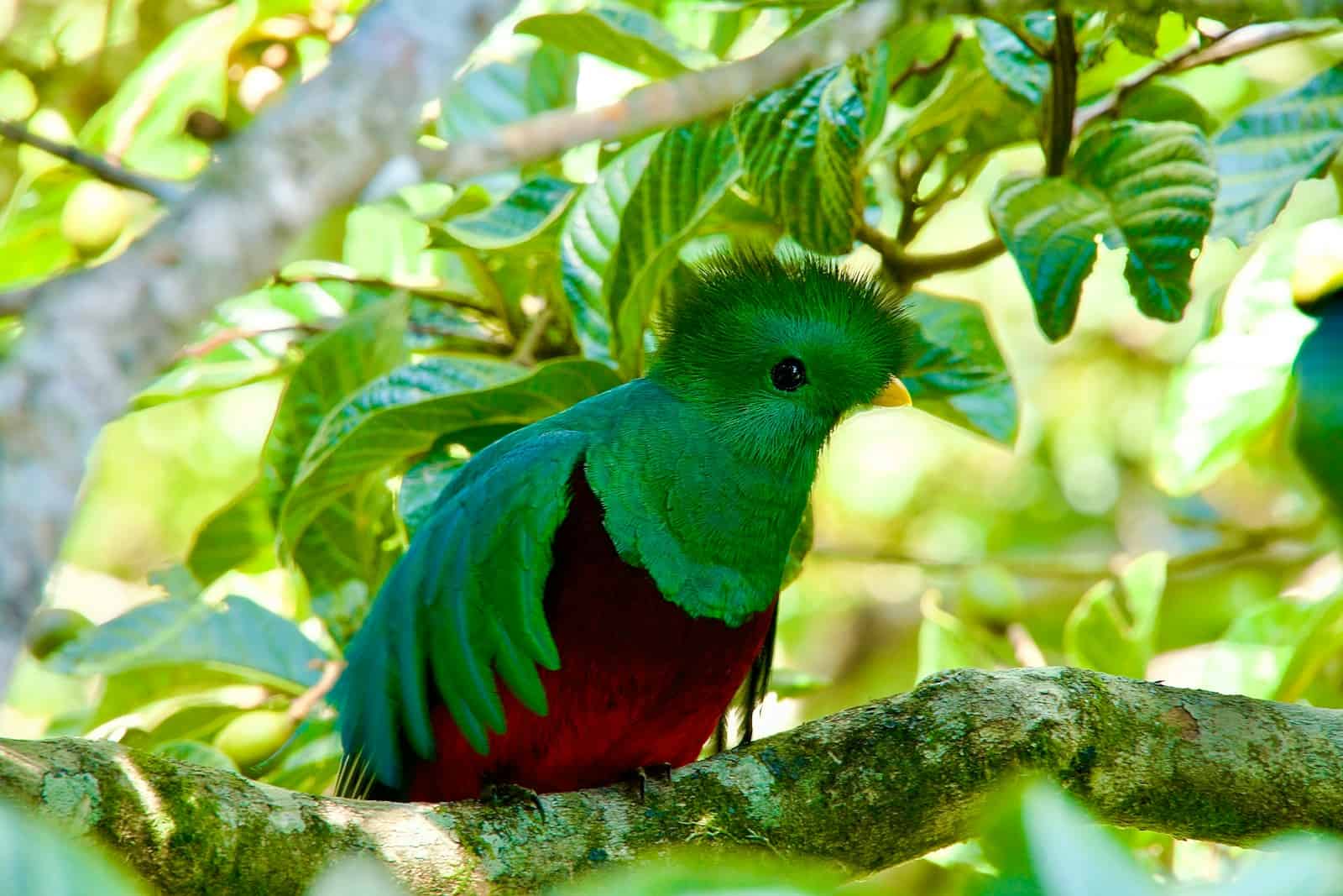 The Colourful Beauty of the Resplendent Quetzal - Animals Around The Globe