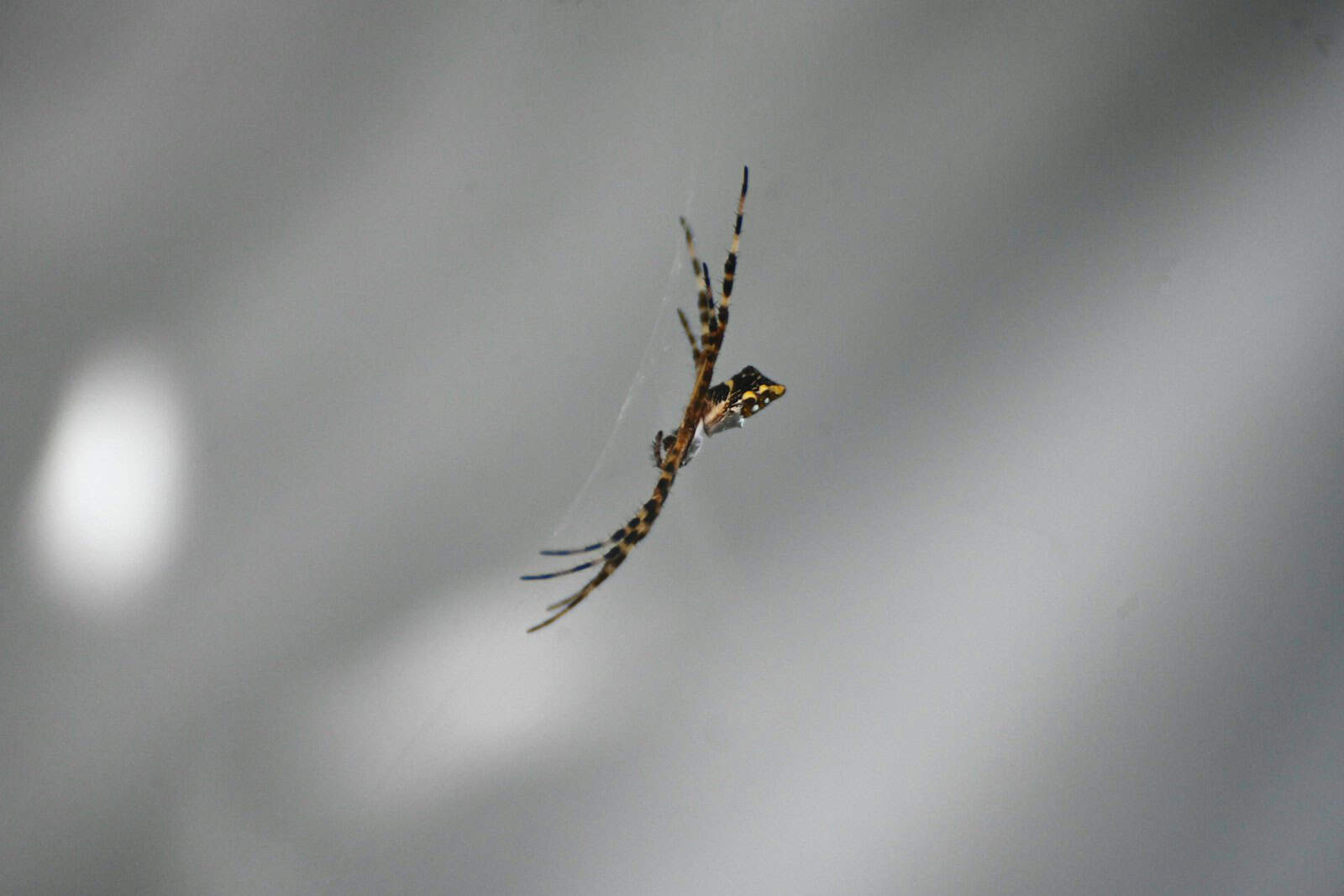 This Spider Can Fly Without Wings—Here’s How