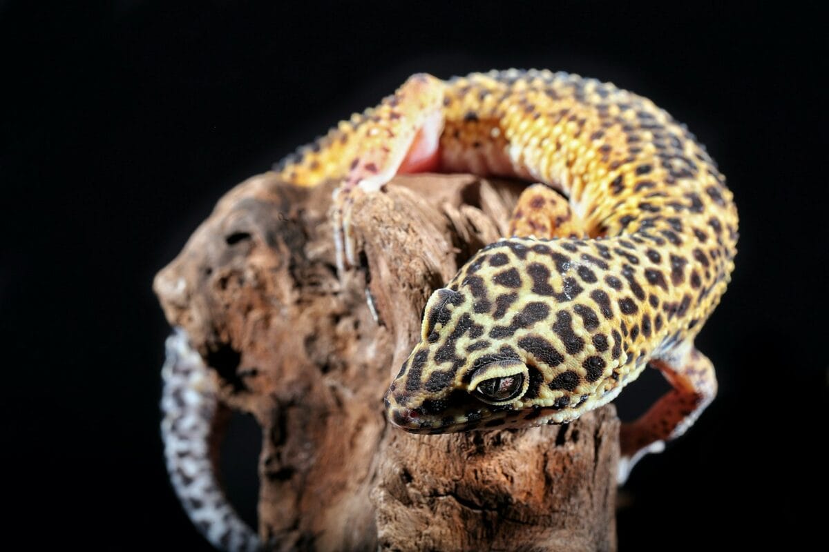 How Geckos Use Physics to Climb Any Surface - Animals Around The Globe