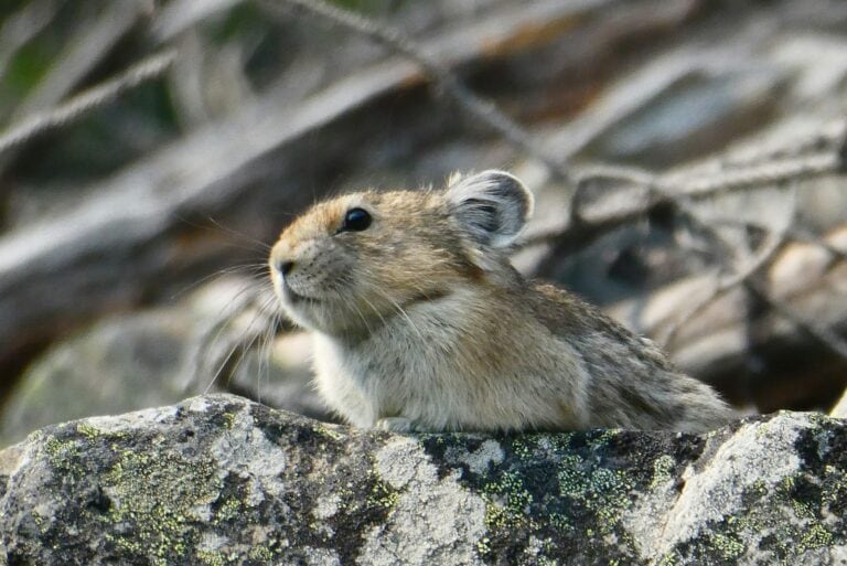 This Animal Can Survive in Both Fire and Ice—And It’s American