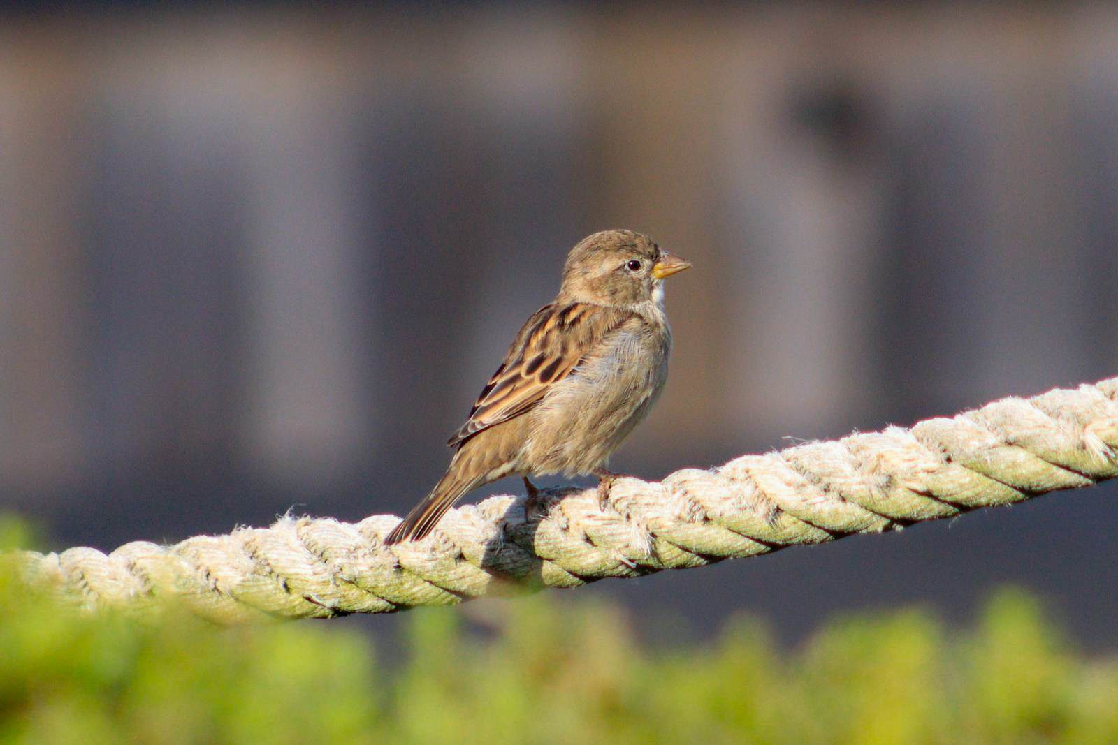 12 Animal Species Learning to Thrive in Cities - Animals Around The Globe
