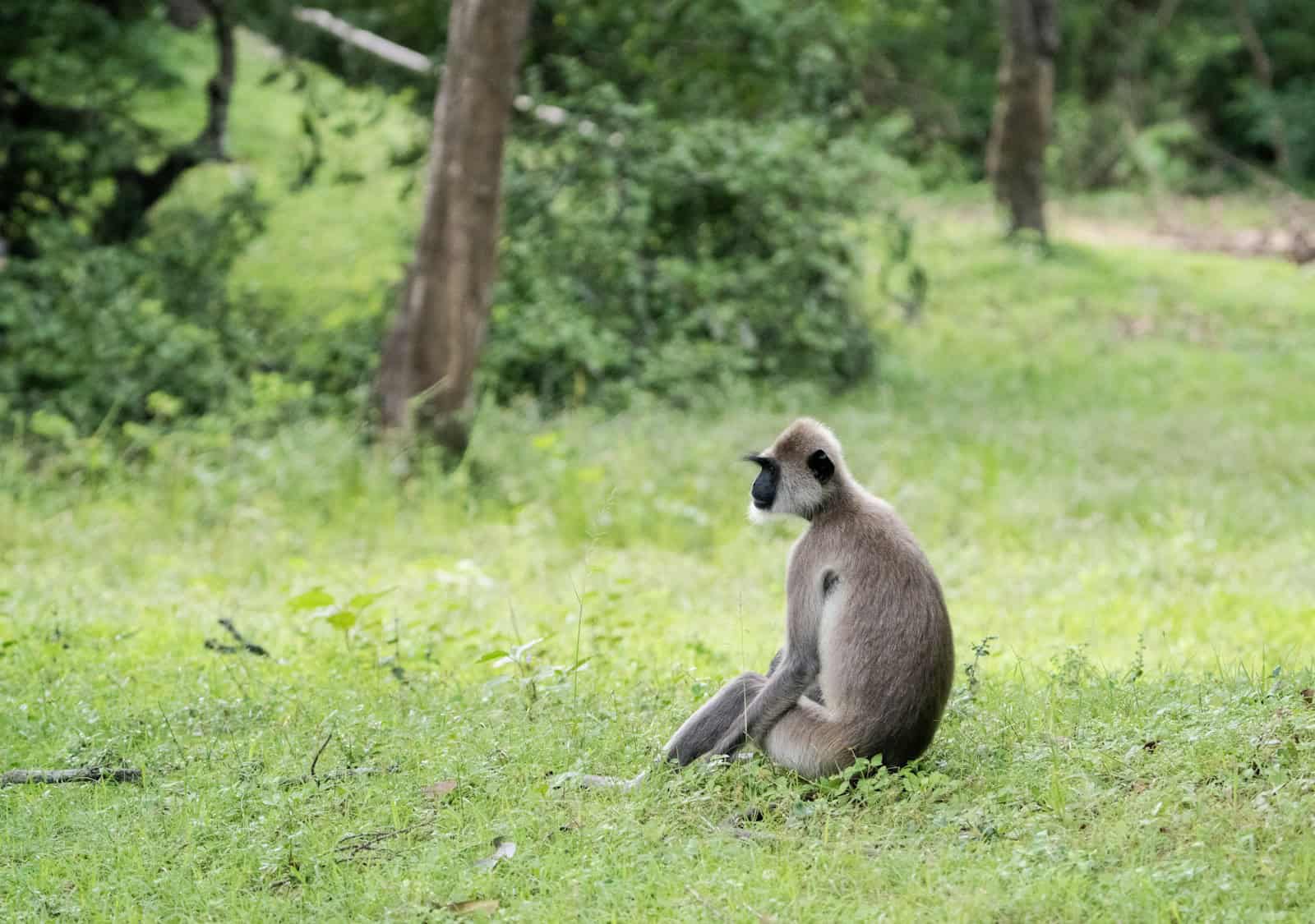 How Monkeys in India Are Adapting to Urban Life - Animals Around The Globe