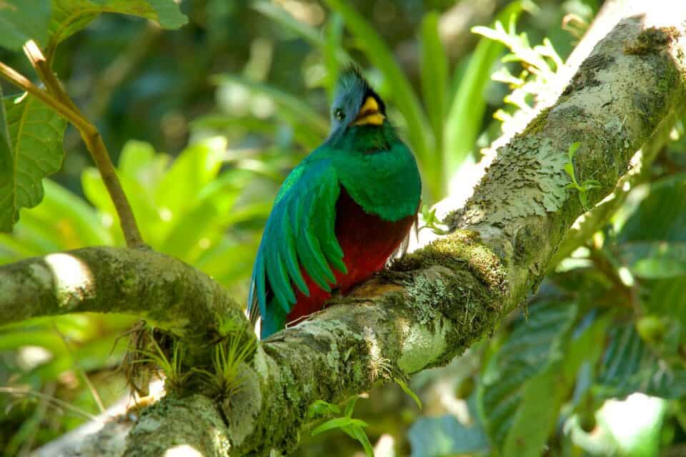 The Colourful Beauty of the Resplendent Quetzal - Animals Around The Globe