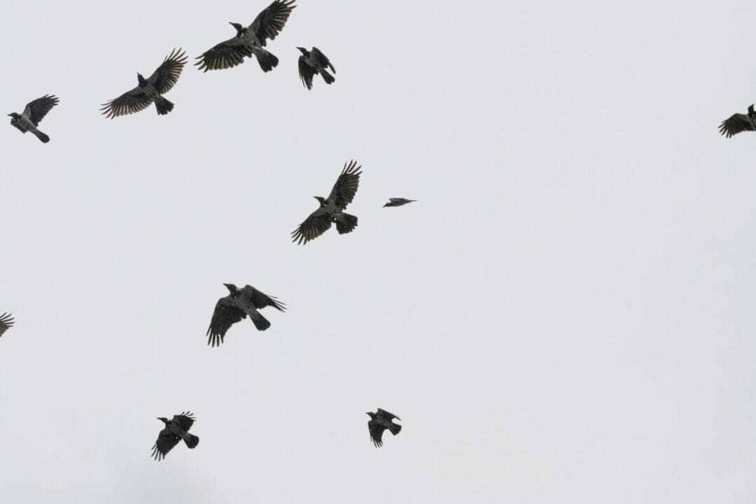 How Crows Recognize Human Faces and Hold Grudges - Animals Around The Globe