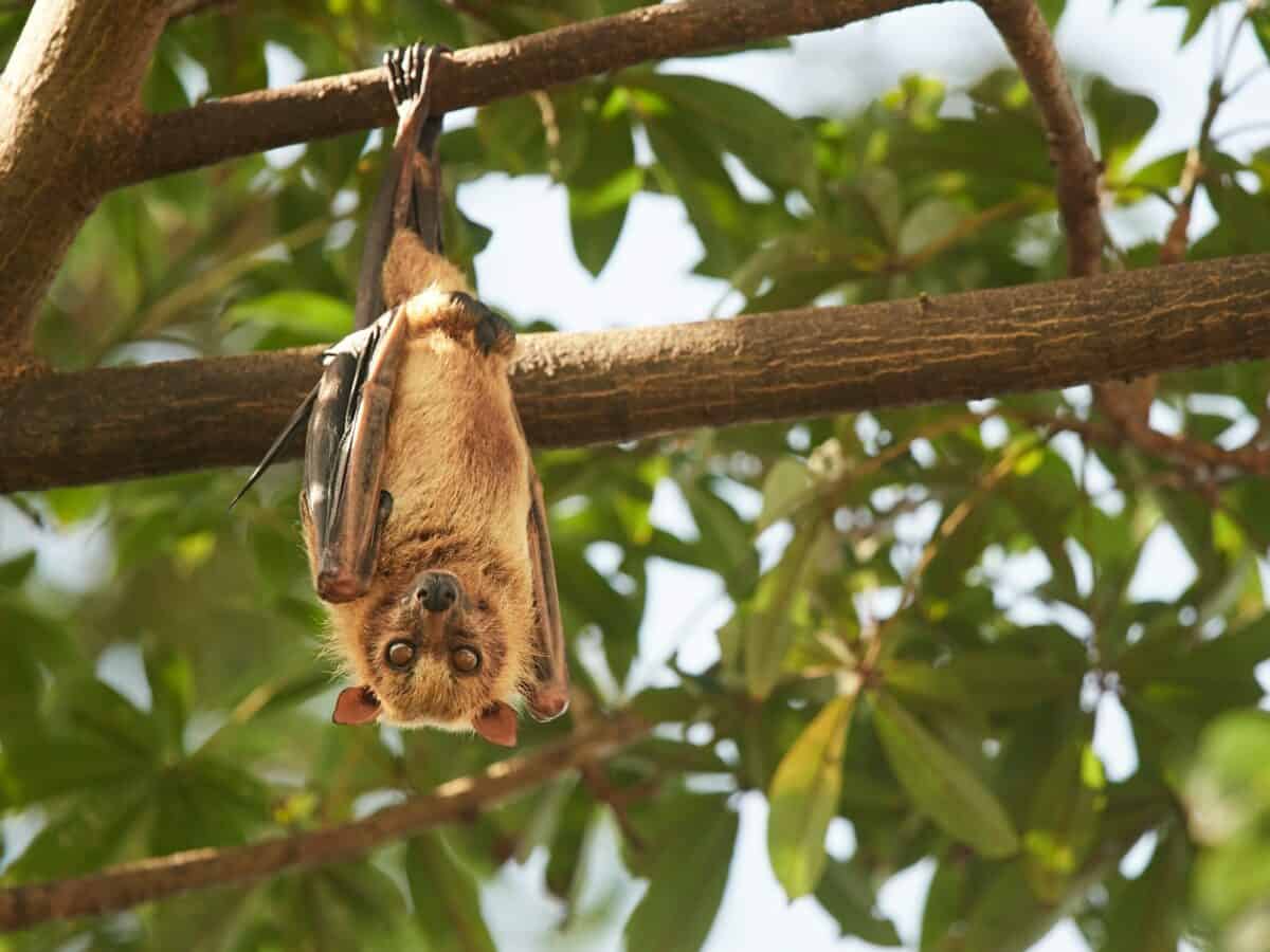 A Newly Found Bat Species That Outsmarts Predators - Animals Around The ...