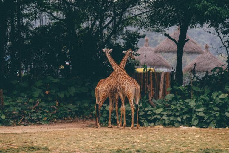 14 Ways Giraffes Defend Themselves Without Fighting - Animals Around ...