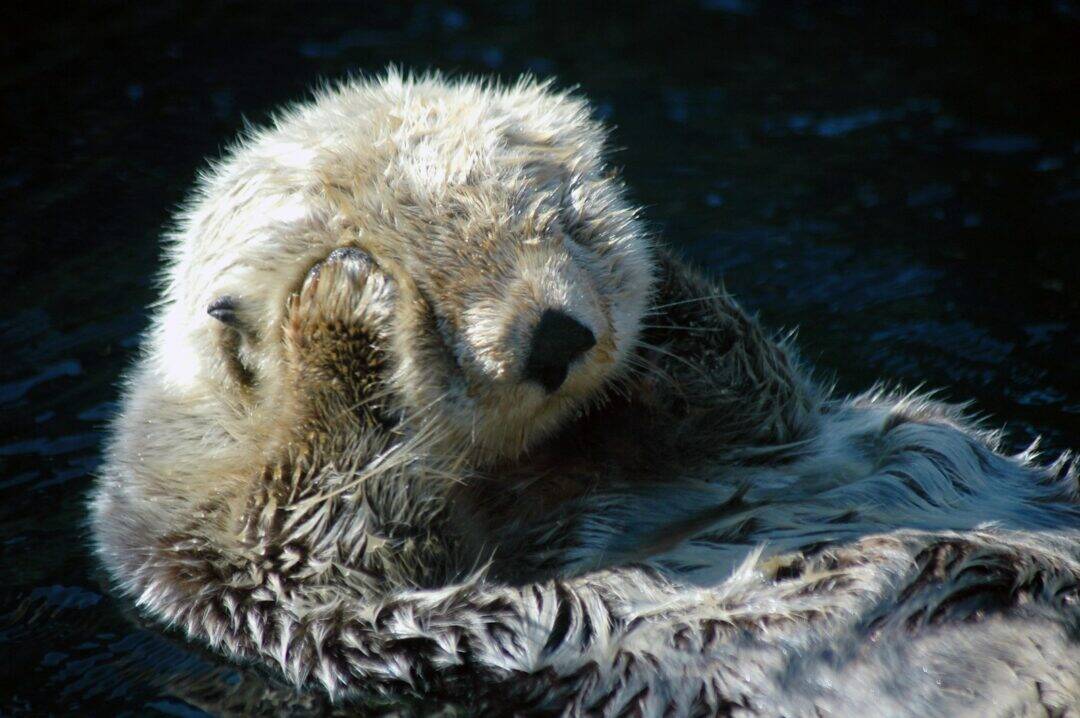 Otters Use Tools—Here’s How They Pass Them to Each Other