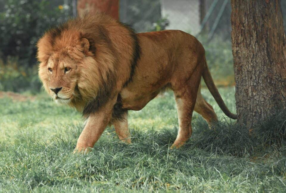 What Happens When a Lion Loses His Pride - Animals Around The Globe