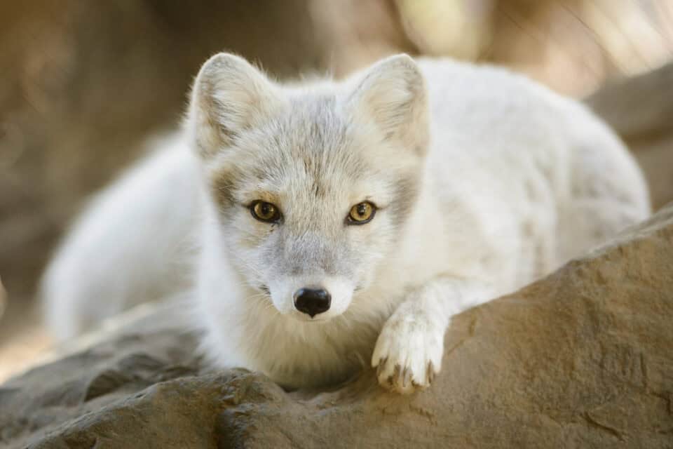How Arctic Foxes Use Their Ears to Locate Hidden Prey Under Snow ...