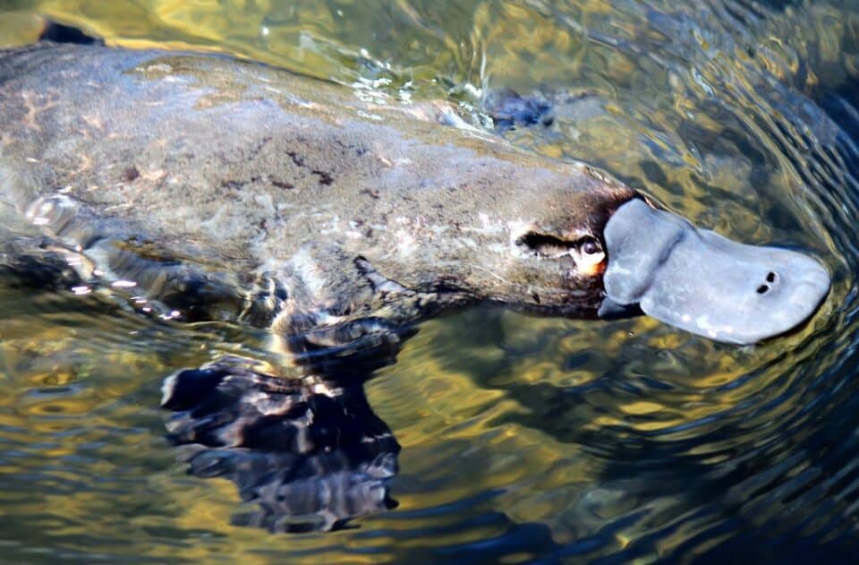 The Only Mammal That Lays Eggs Still Thrives - Animals Around The Globe