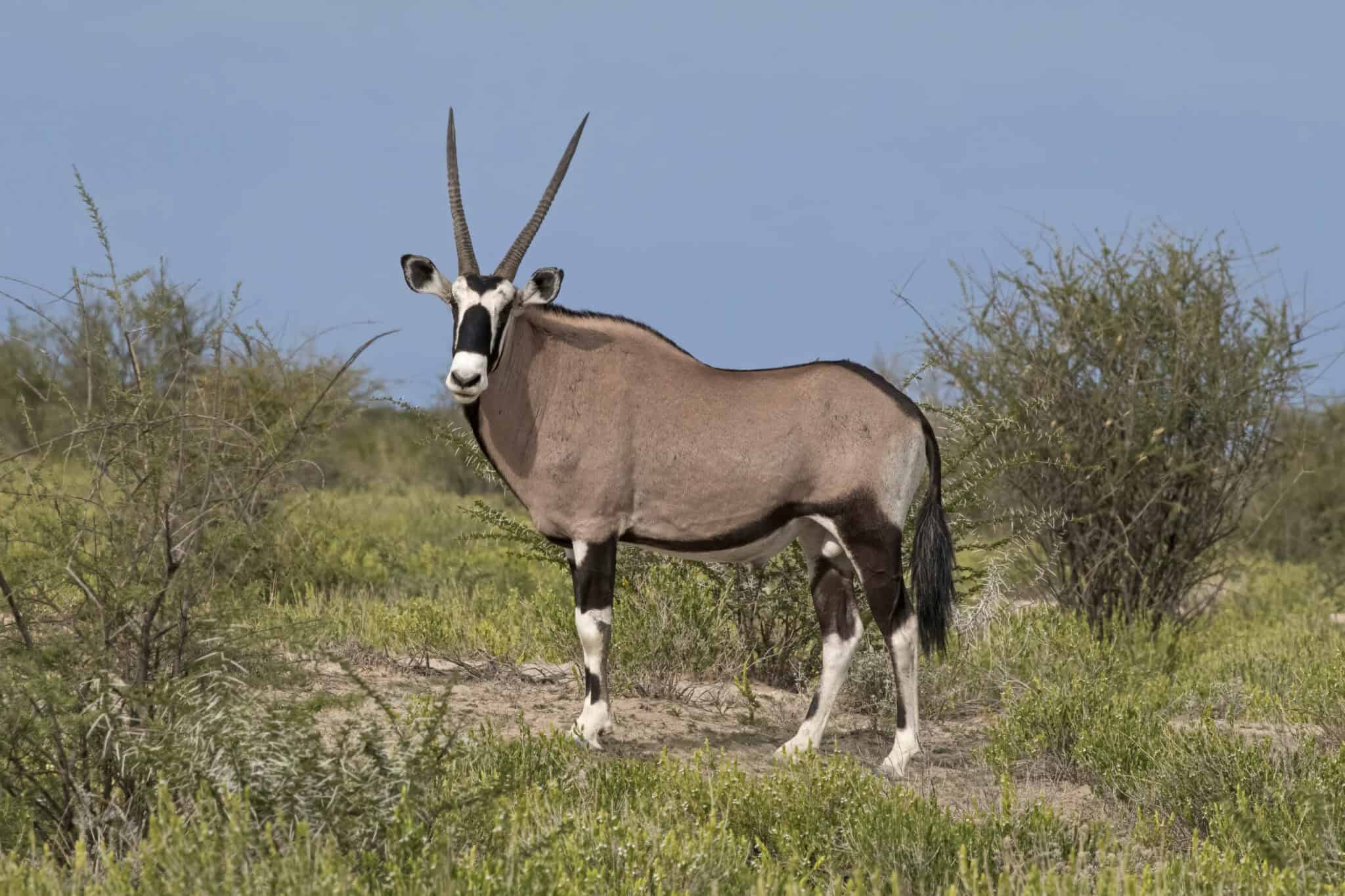 This Antelope Outran Extinction in the Wild