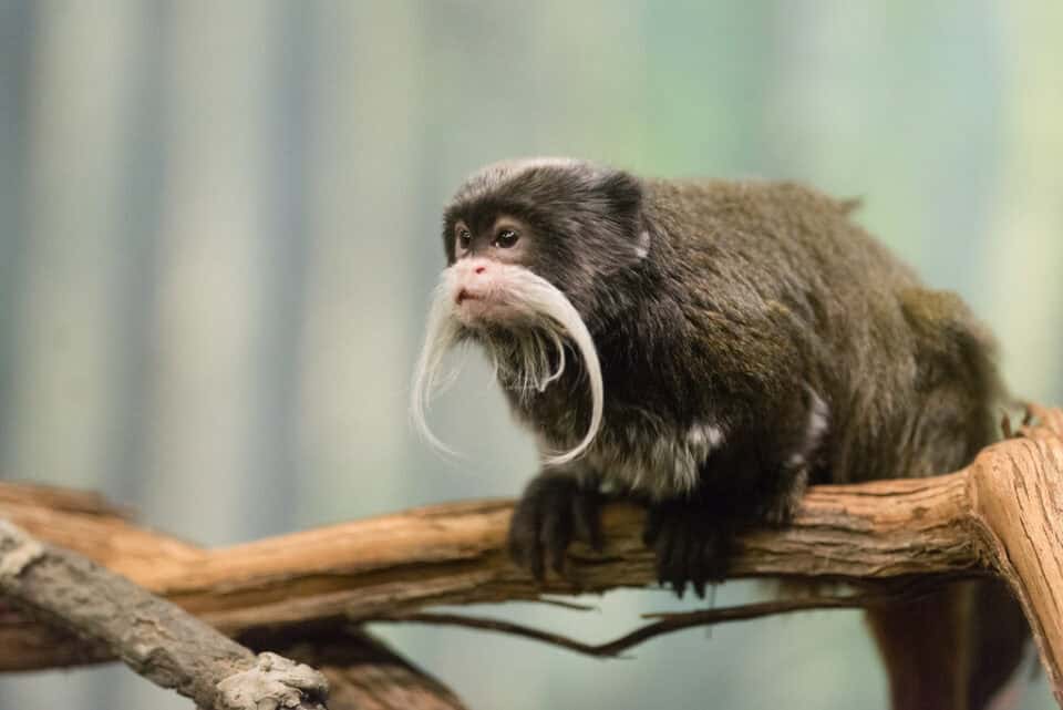This Monkey Has a Mustache - Animals Around The Globe