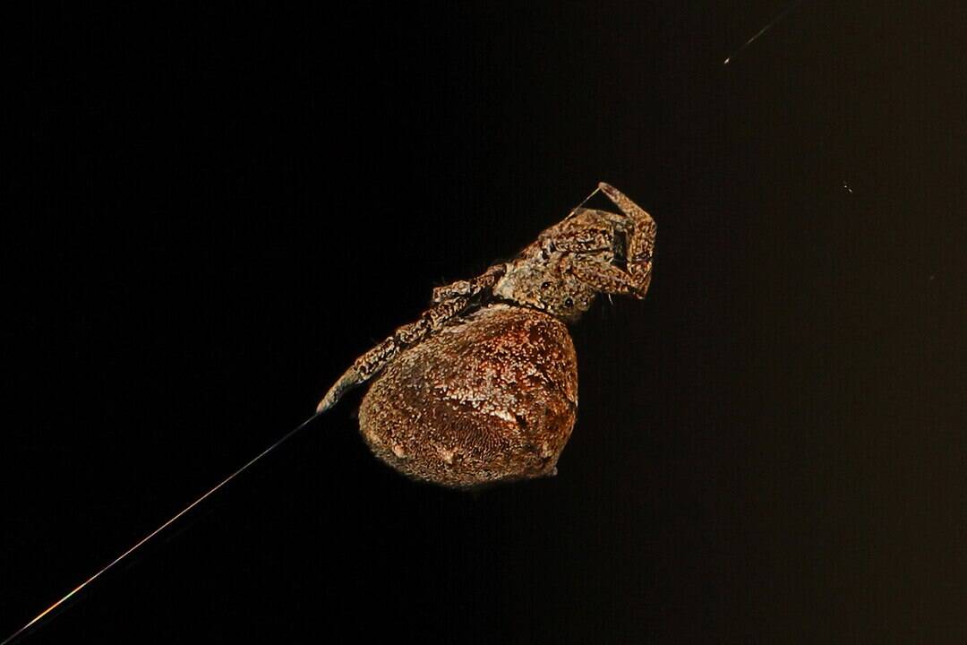 The Spider That Uses a Slingshot Web - Animals Around The Globe