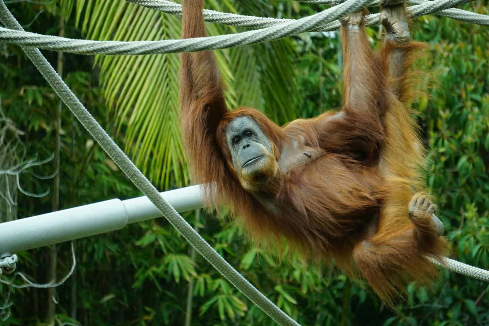 Orangutans Use Umbrellas in Rain