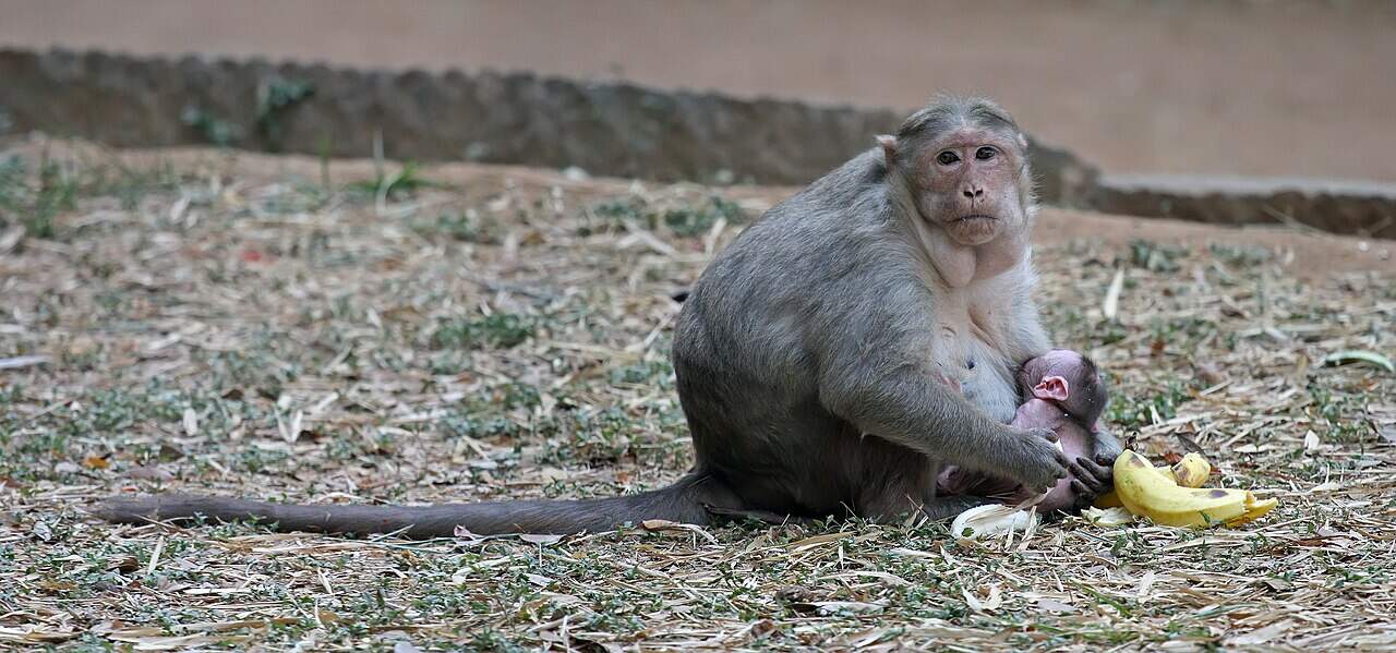 Why Bonnet Macaques Are Becoming Urban Residents in India - Animals ...