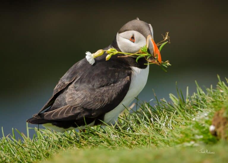 Where to See Puffins Nesting in the United States
