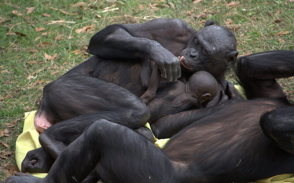 The Bonobos That Challenge Our Understanding of Cooperation