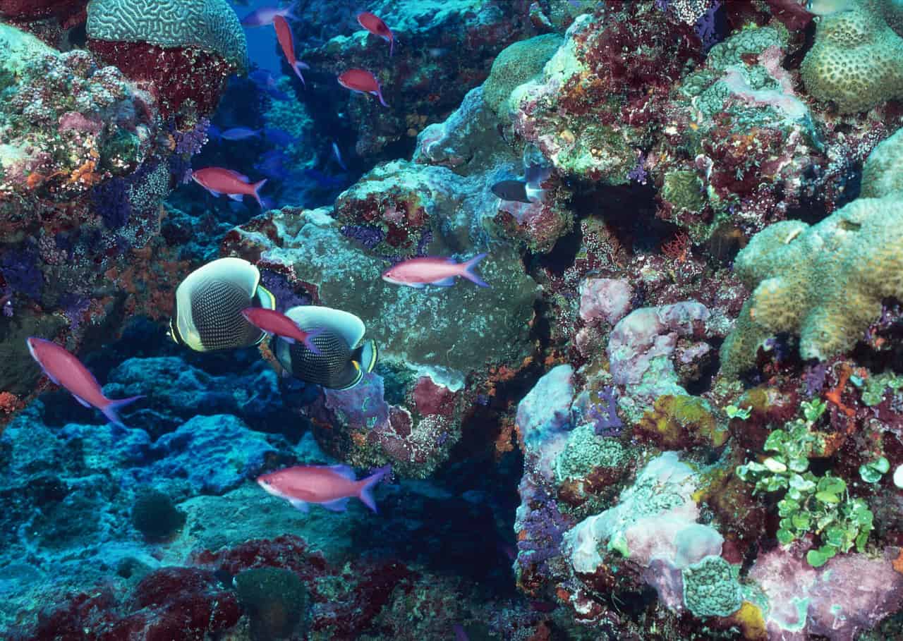 What Happens If Coral Reefs Collapse Completely - Animals Around The Globe