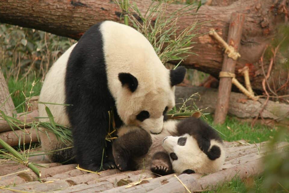 11 Things That Make Baby Pandas So Unique - Animals Around The Globe