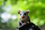 14 Animal Tracks and What They Reveal About the Creature - Animals ...