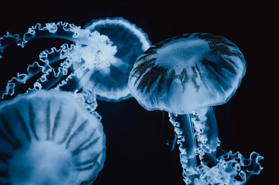 13 Sea Creatures That Glow in the Dark - Animals Around The Globe