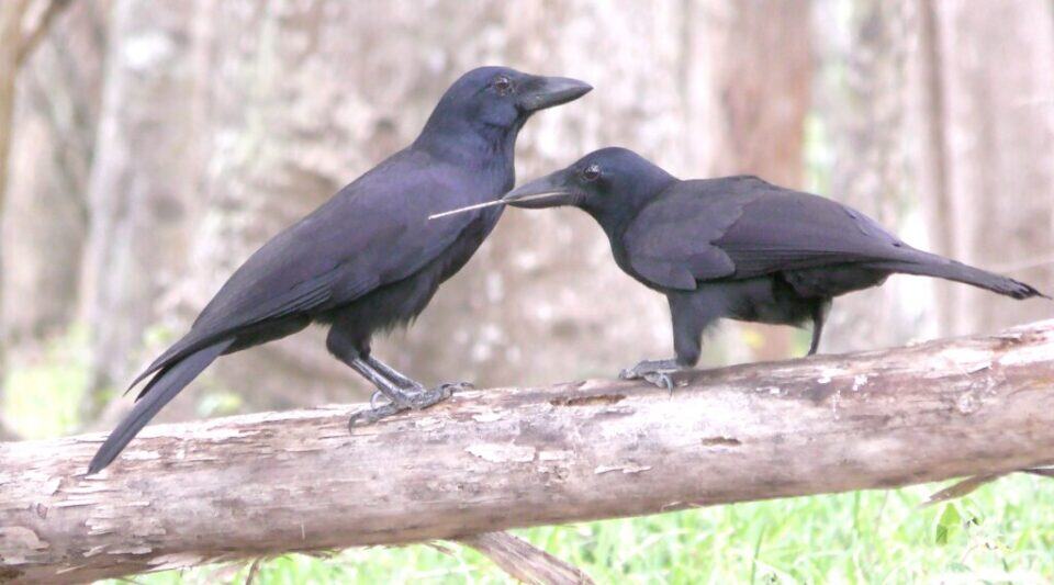 These Birds Use Tools More Complex Than We Thought