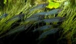This Fish Has Transparent Skin - Animals Around The Globe