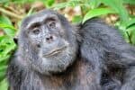 Chimps Use Spears to Hunt