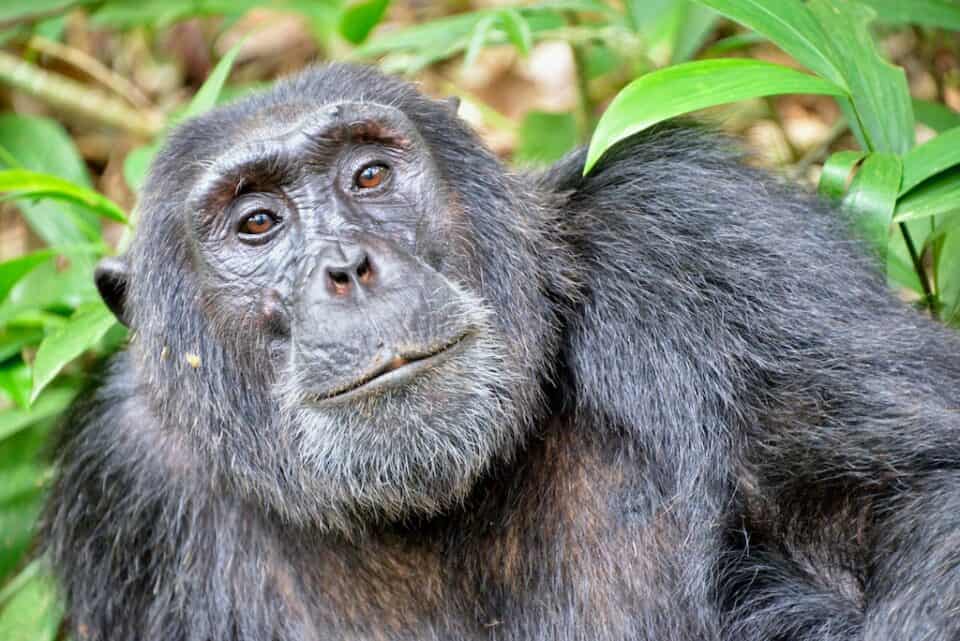 Chimps Use Spears to Hunt