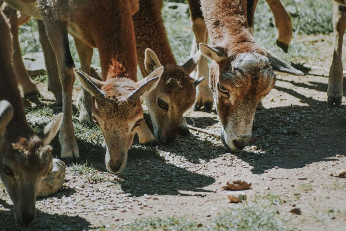 Cibi sorprendenti che gli animali selvatici hanno imparato a mangiare ...