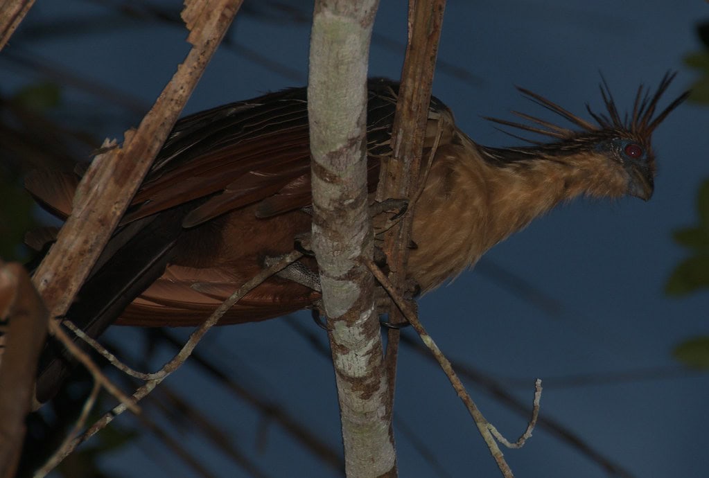 Scientists Found a Bird That Hasn't Changed in 10 Million Years ...