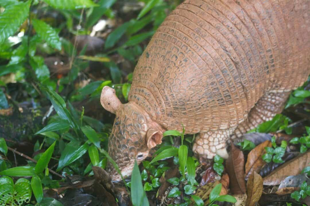 The Animal With the Most Teeth - Animals Around The Globe
