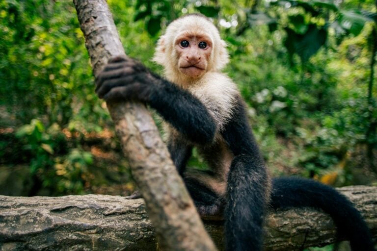 10 Smartest Monkey Species Ranked by Experts - Animals Around The Globe