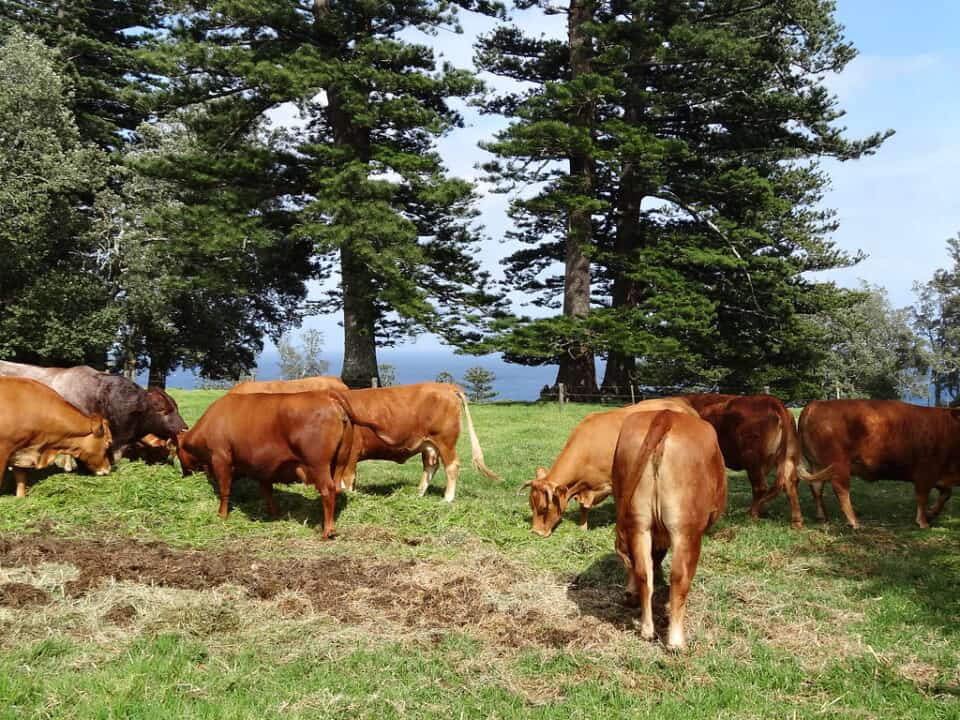How the Aurochs Shaped Modern Cattle Breeds