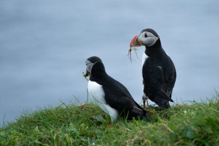 Where to See Puffins Nesting in the United States