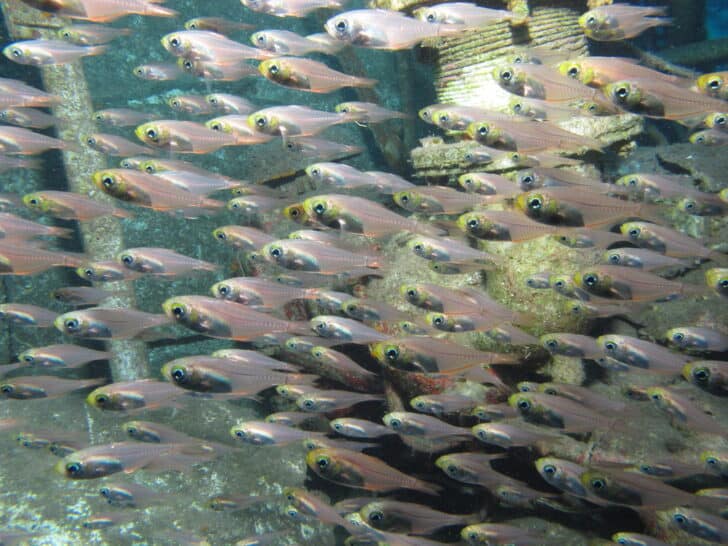 This Fish Has Transparent Skin - Animals Around The Globe