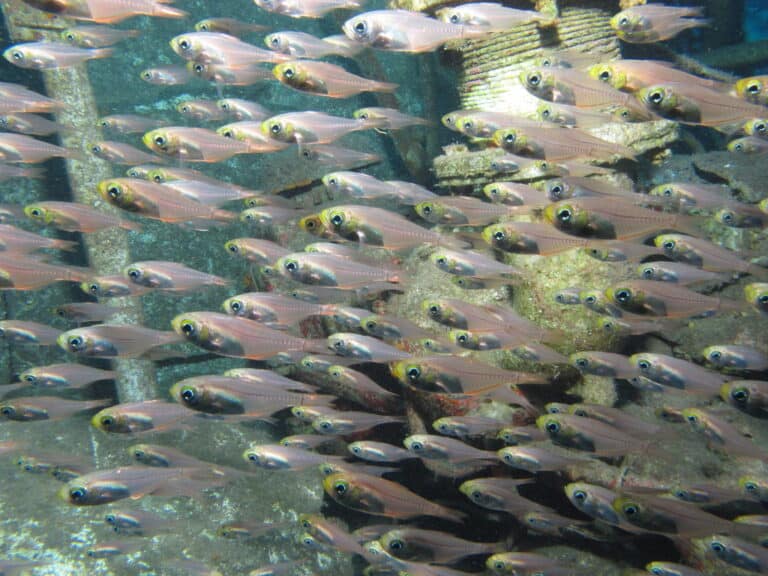 This Fish Has Transparent Skin - Animals Around The Globe