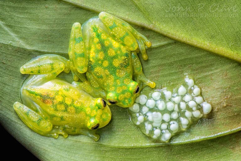 Mama Frogs Carry Babies on Their Backs - Animals Around The Globe