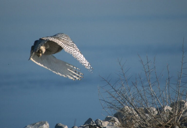How Owls Fly Without Making a Sound - Animals Around The Globe