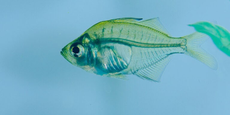 This Fish Has Transparent Skin - Animals Around The Globe
