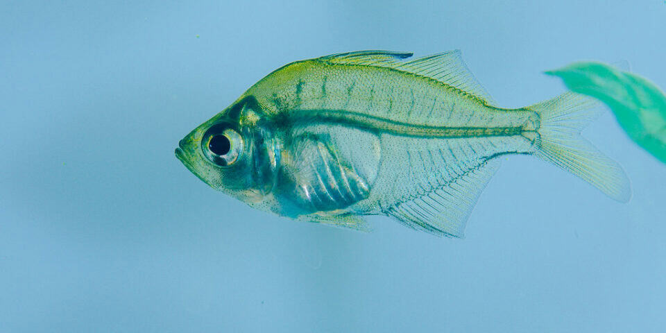 This Fish Has Transparent Skin - Animals Around The Globe
