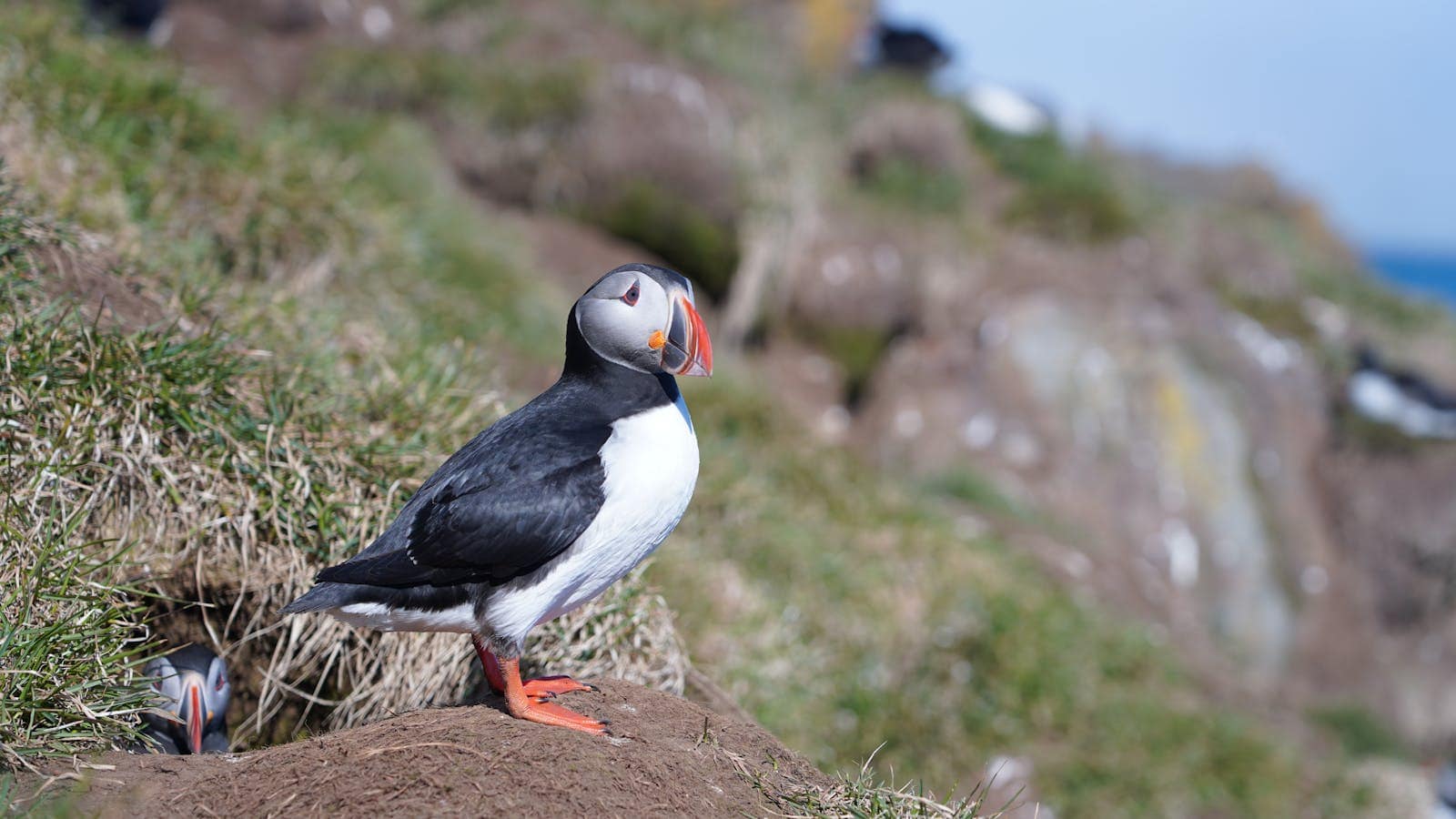 Where to See Puffins Nesting in the United States