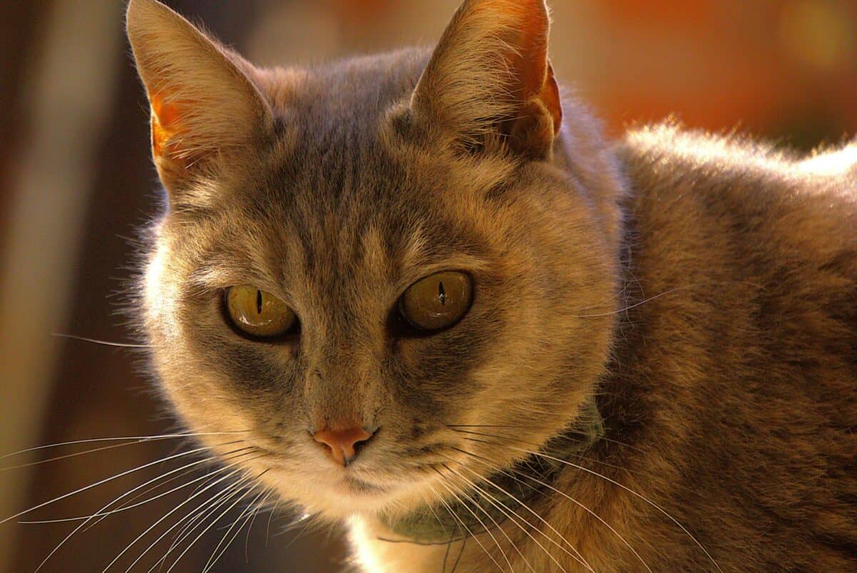 Could Your Pet Be Suffering from Depression? - Animals Around The Globe