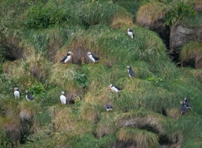Where to See Puffins Nesting in the United States