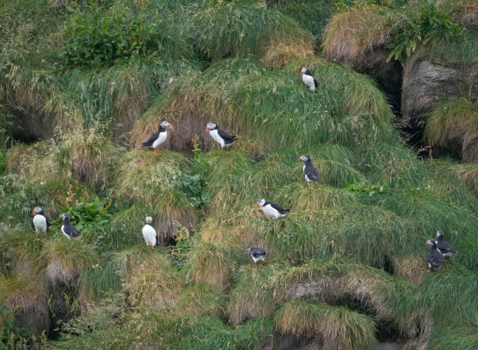 Where to See Puffins Nesting in the United States