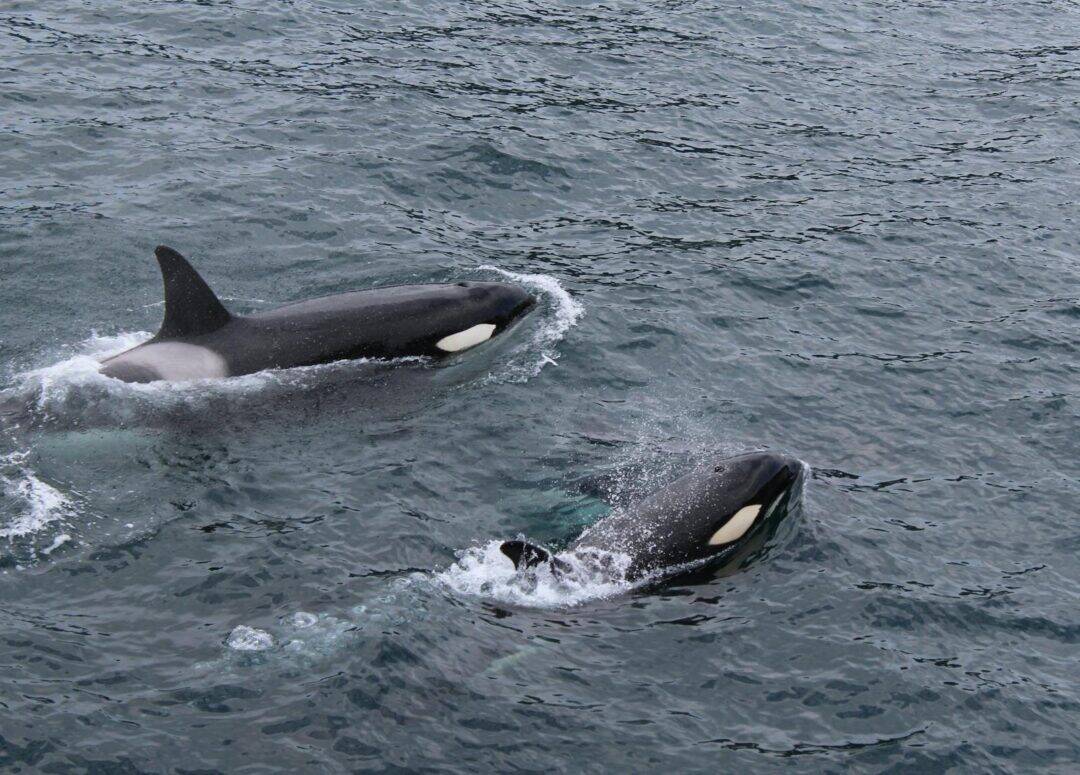 Orcas Have Regional Accents - Animals Around The Globe