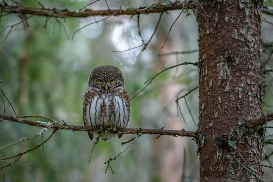 The Science Behind the Owl’s Asymmetrical Ears