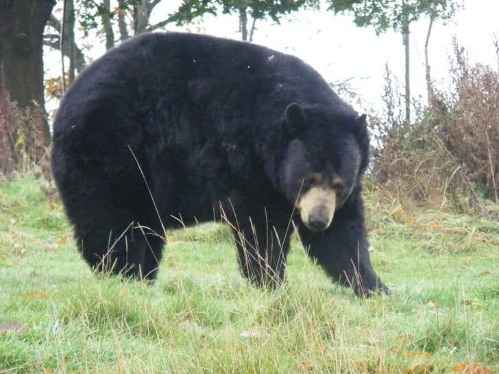 10 Massive Creatures That Can Still Climb Trees - Animals Around The Globe